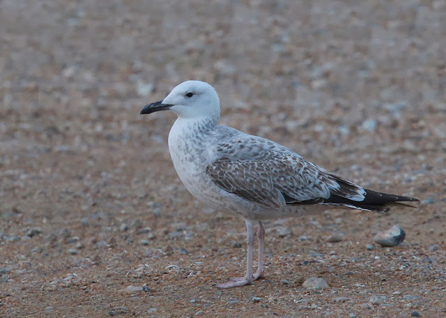 Richard Smith - Birdwatching Days Out: Caspian Gull, 1st winter ...