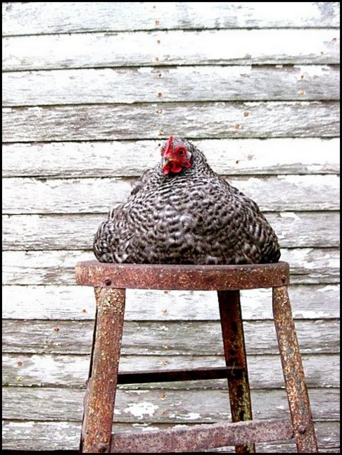 Fat Chicken on A Stool | Content in a Cottage