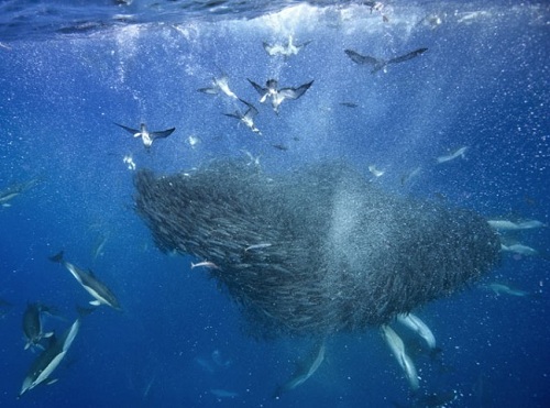 Bayou Renaissance Man: Bait ball feeding frenzy