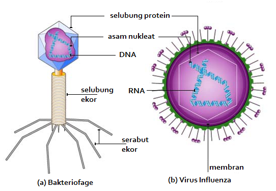 RANGKUMAN VIRUS - MAHKOTA SAINS