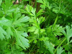 Faenas de la Huerta: Perejil