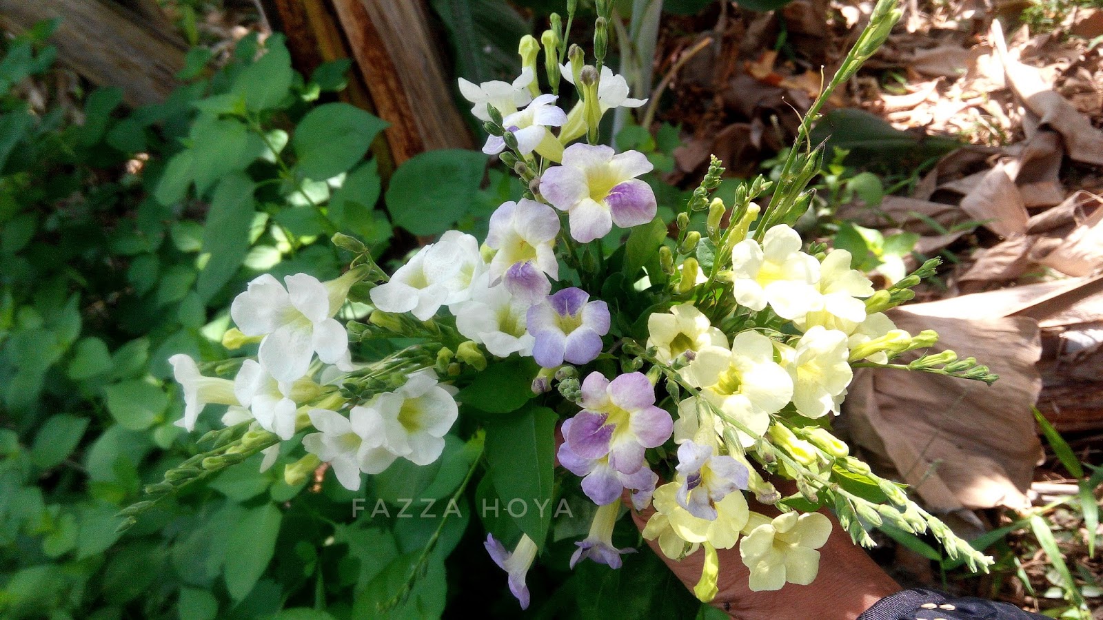 Fazza Hoya - Hoya Indonesia: ASYSTASIA GANGETICA / Rumput Israel ...