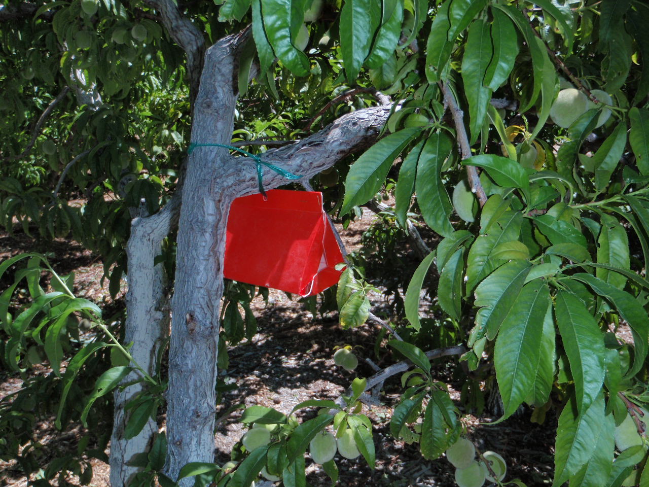 Xtremehorticulture of the Desert: Use Traps on Fruit Trees Not Insecticides