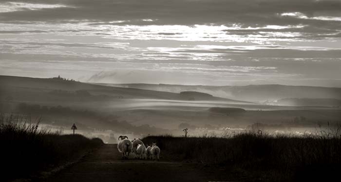 Kielder Organic Meats