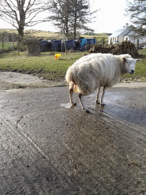 I Married A Sheep Farmer: Signs of Lambing