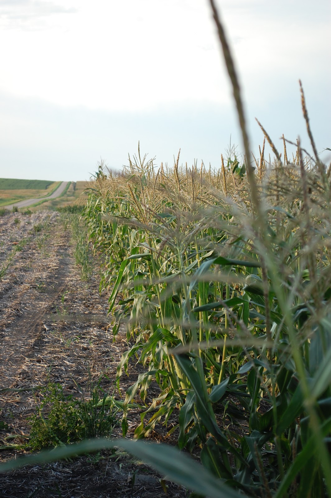 Weckerly Farms: Sweet Corn Crop - 2012