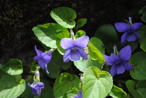 A Alma da Natureza: 2012