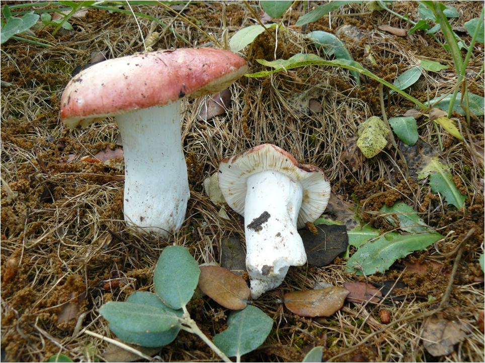 Dehesa de la Villa Naturaleza viva: julio 2011