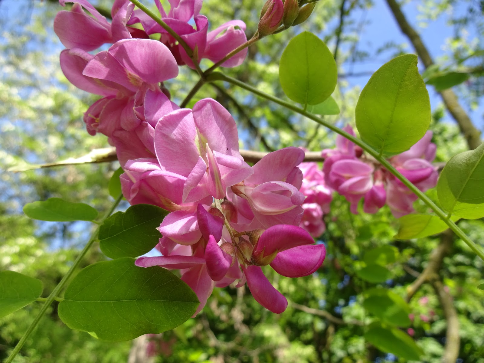 Naturnachbarschaften: Robinie - Robinia pseudoacacia