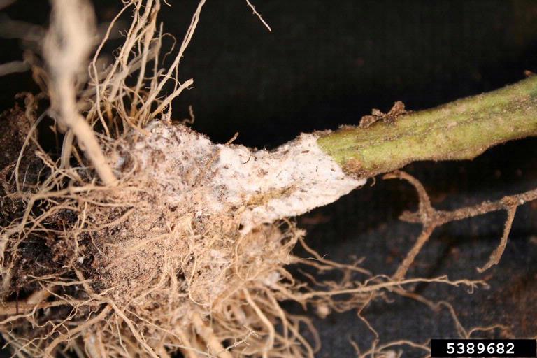 Tarım Siteniz: Sclerotium rolfsii Güney Yanıklığı