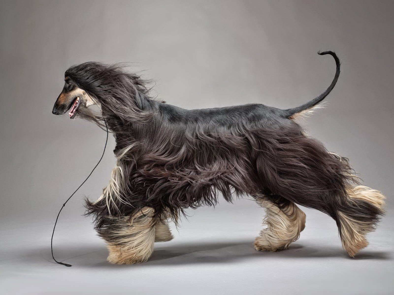 Imagini cu cainele ogar afgan ~ Poze cu rase de caini mici si mari ...