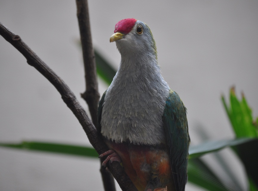 ZOOTOGRAFIANDO (6.100 ANIMALS): TILOPO DE FRENTE ROSADA / BEAUTIFUL ...