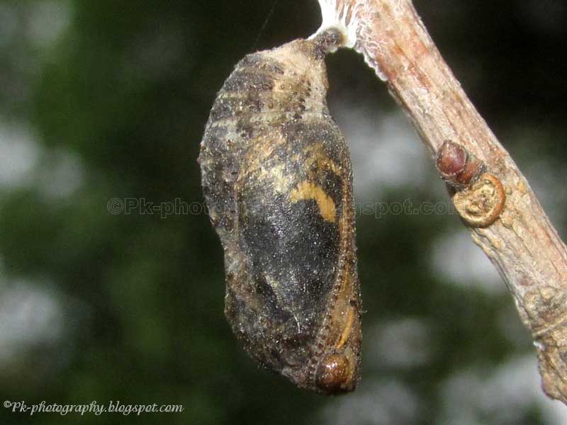 Butterfly Chrysalis | Nature, Cultural, and Travel Photography Blog