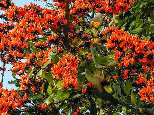Purvaphalguni Nakshatra Tree – Which is the tree associated with Purva ...