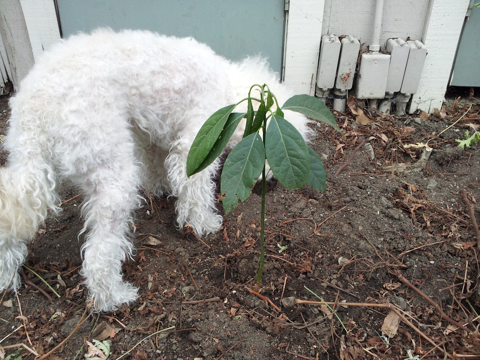 Gardening?: Avocado Tree transplant!