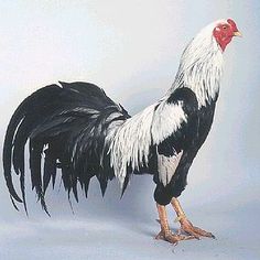 Candi Singo Jogja: HISTORY OF SATSUMADORI I