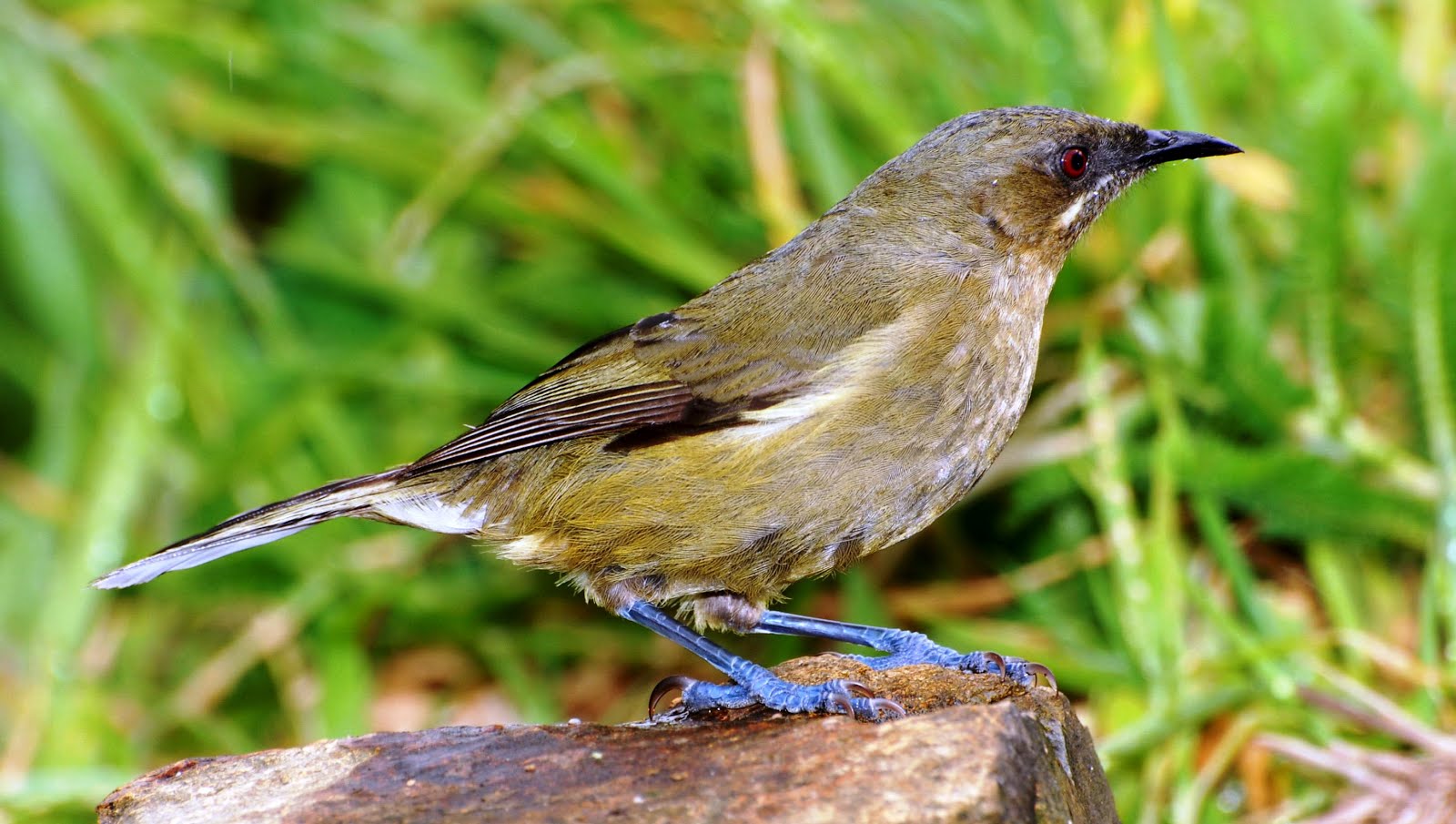 New Zealand Bird Banding & Banders: Chatham Island - Black Robins