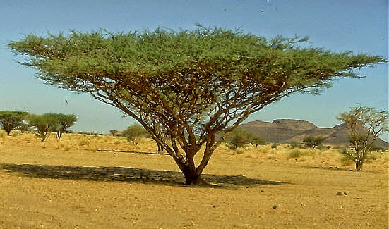 Pur miel de Oued Draa Talh "L'Acacia raddiana" 125g | assa.cf/