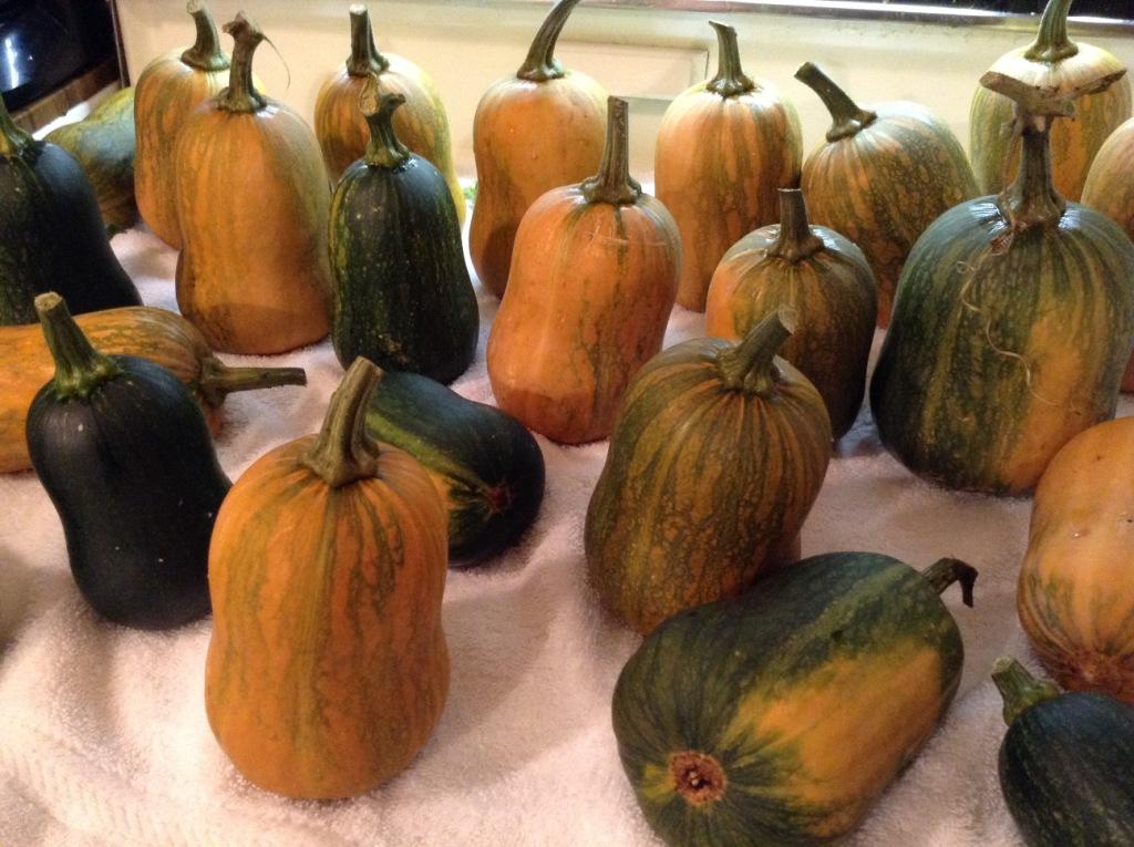 Campbell Community Garden: Planning for Spring Seeds