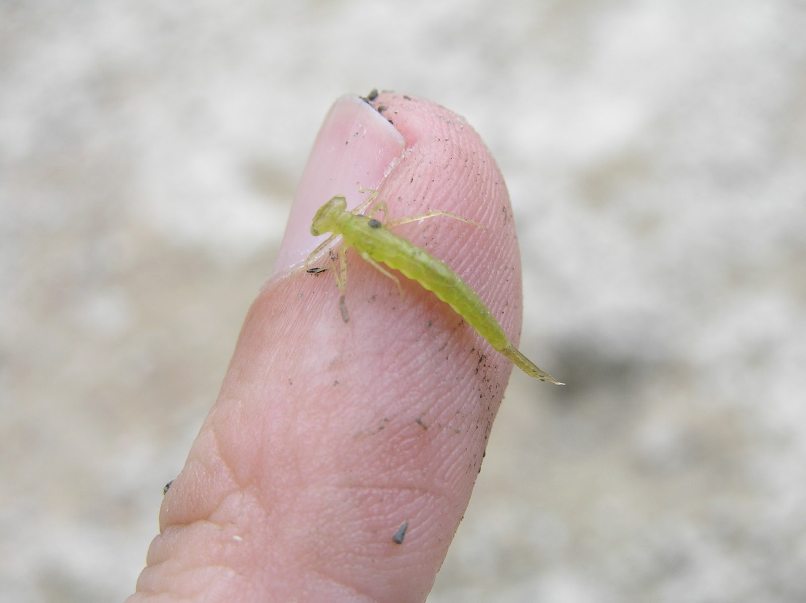Alma biológica: Caballitos del diablo
