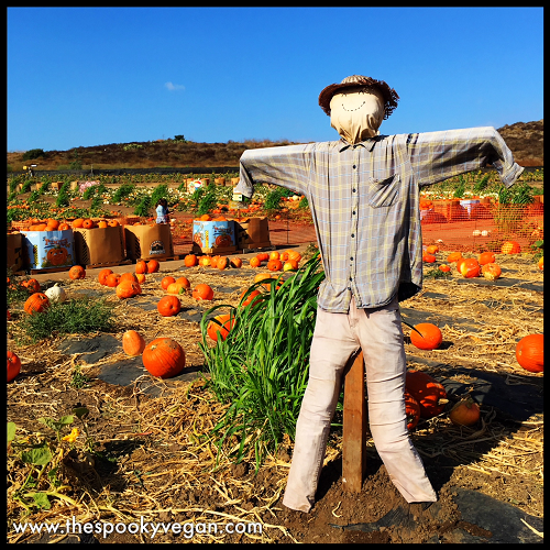 The Spooky Vegan: Sanrio Pumpkin Patch at Tanaka Farms