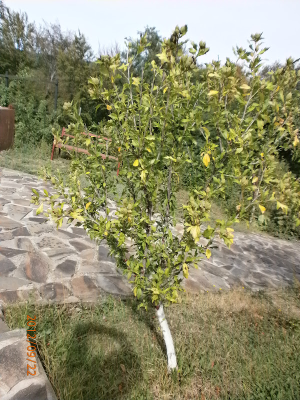 MANASTIRI-CALATORI : MANASTIREA AFTEIA(CIOARA)-SEBES ALBA