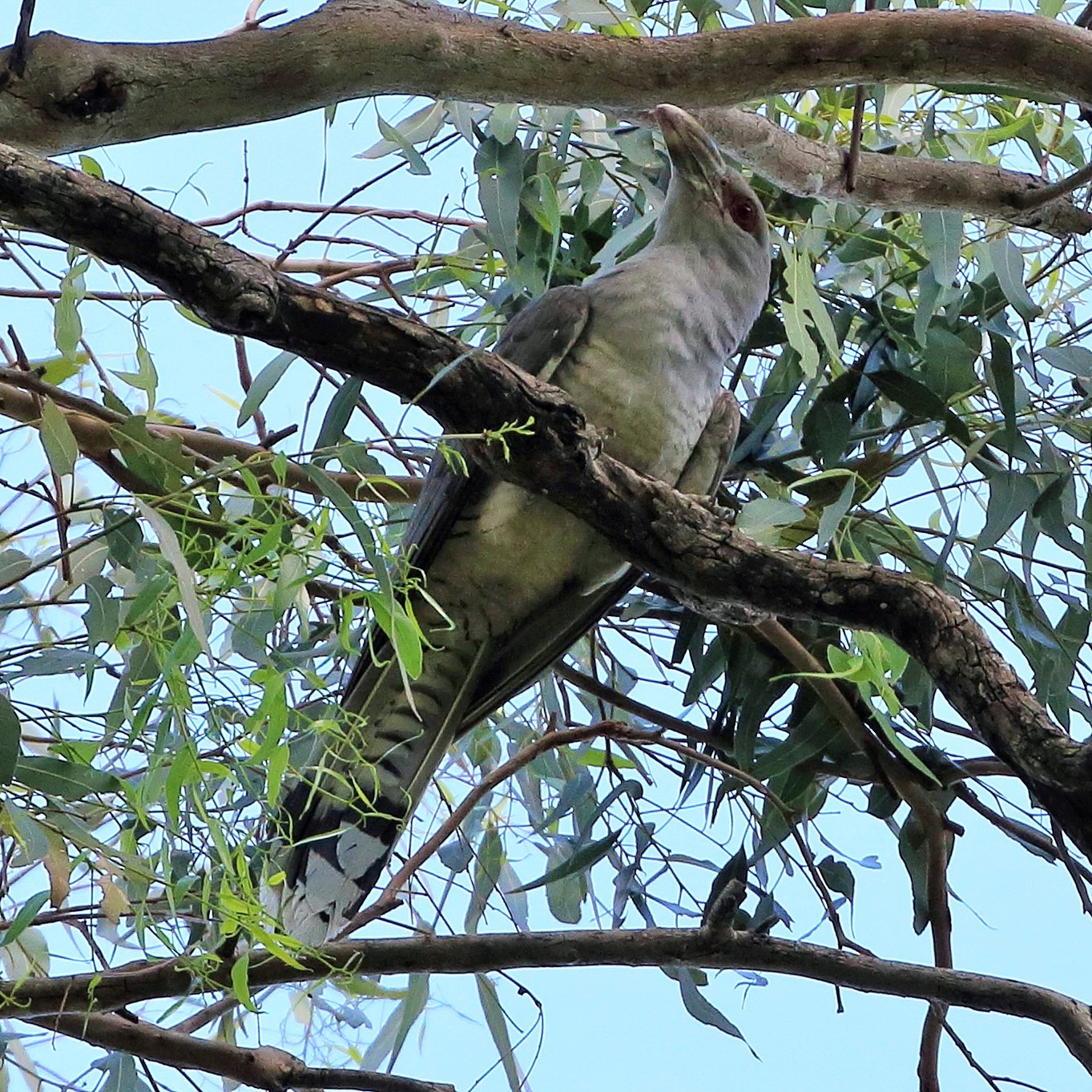National Park Odyssey: Emu Creek Camping Area, Benarkin State Forest, QLD.