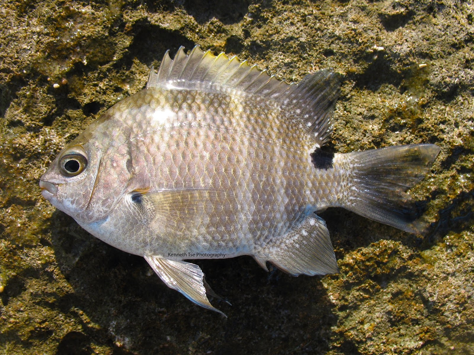 MuskieBait Adventures: January 2016