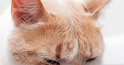 Gatos Consentidos: Cuando un gato llora con lágrimas reales