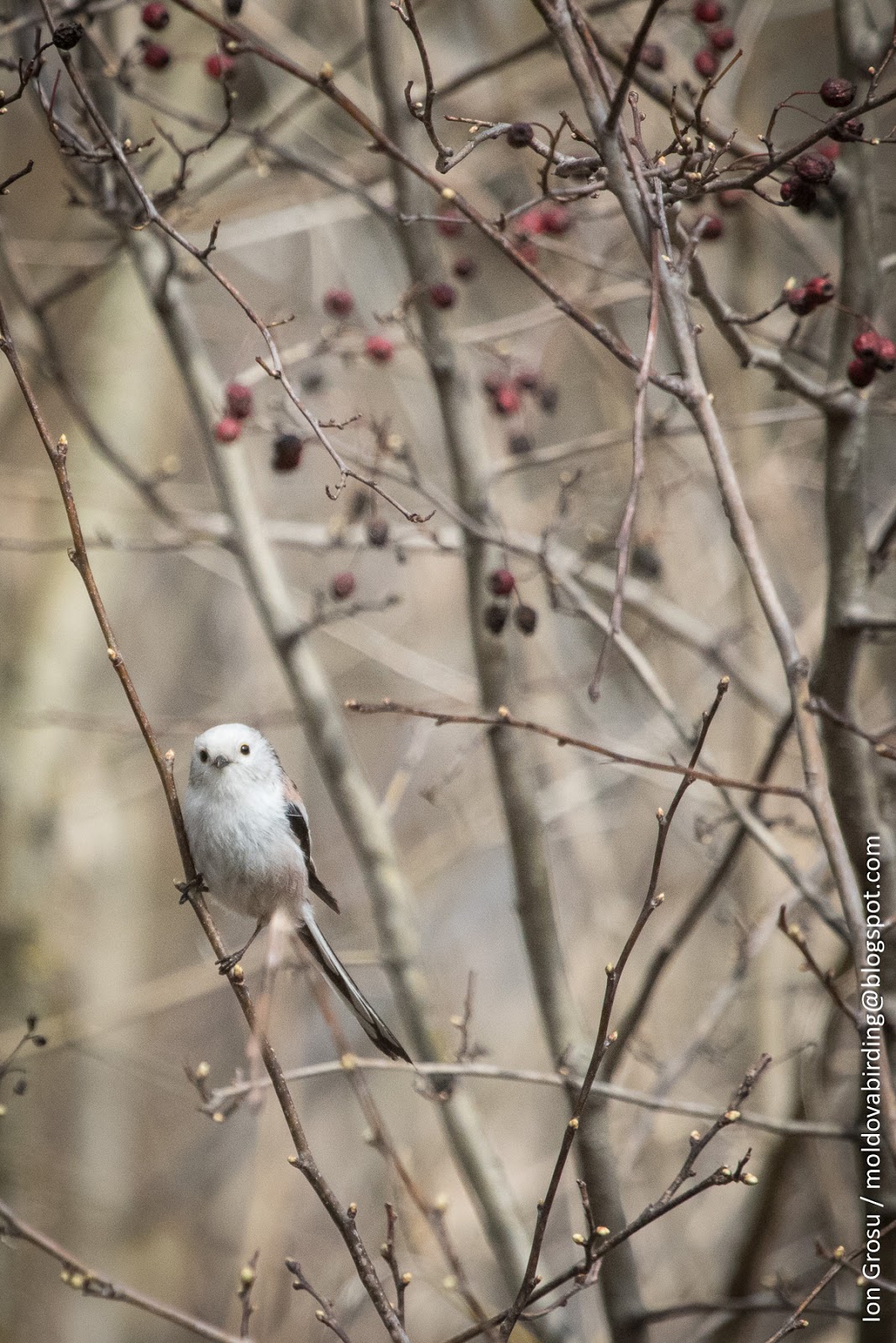 Păsări din Moldova: Legenda pițigoiului codat