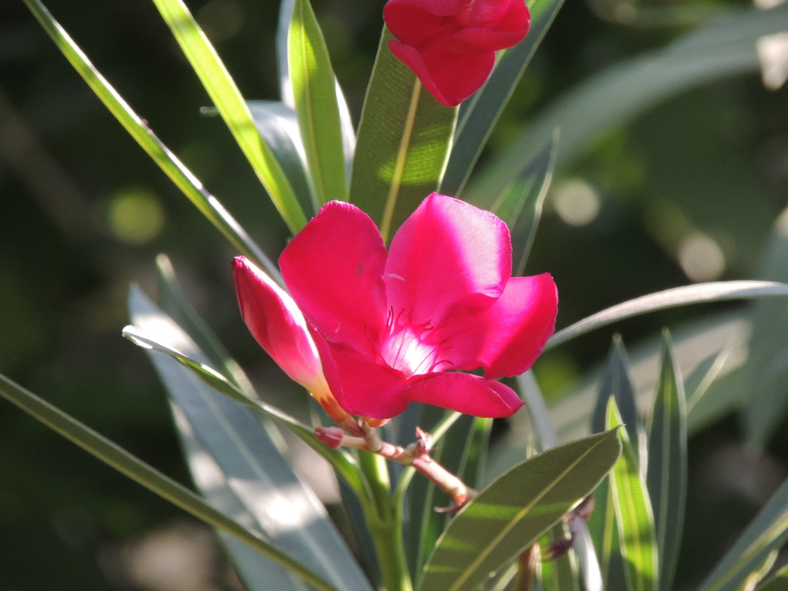 El Terrao - Dos urbanitas en el campo: ADELFAS