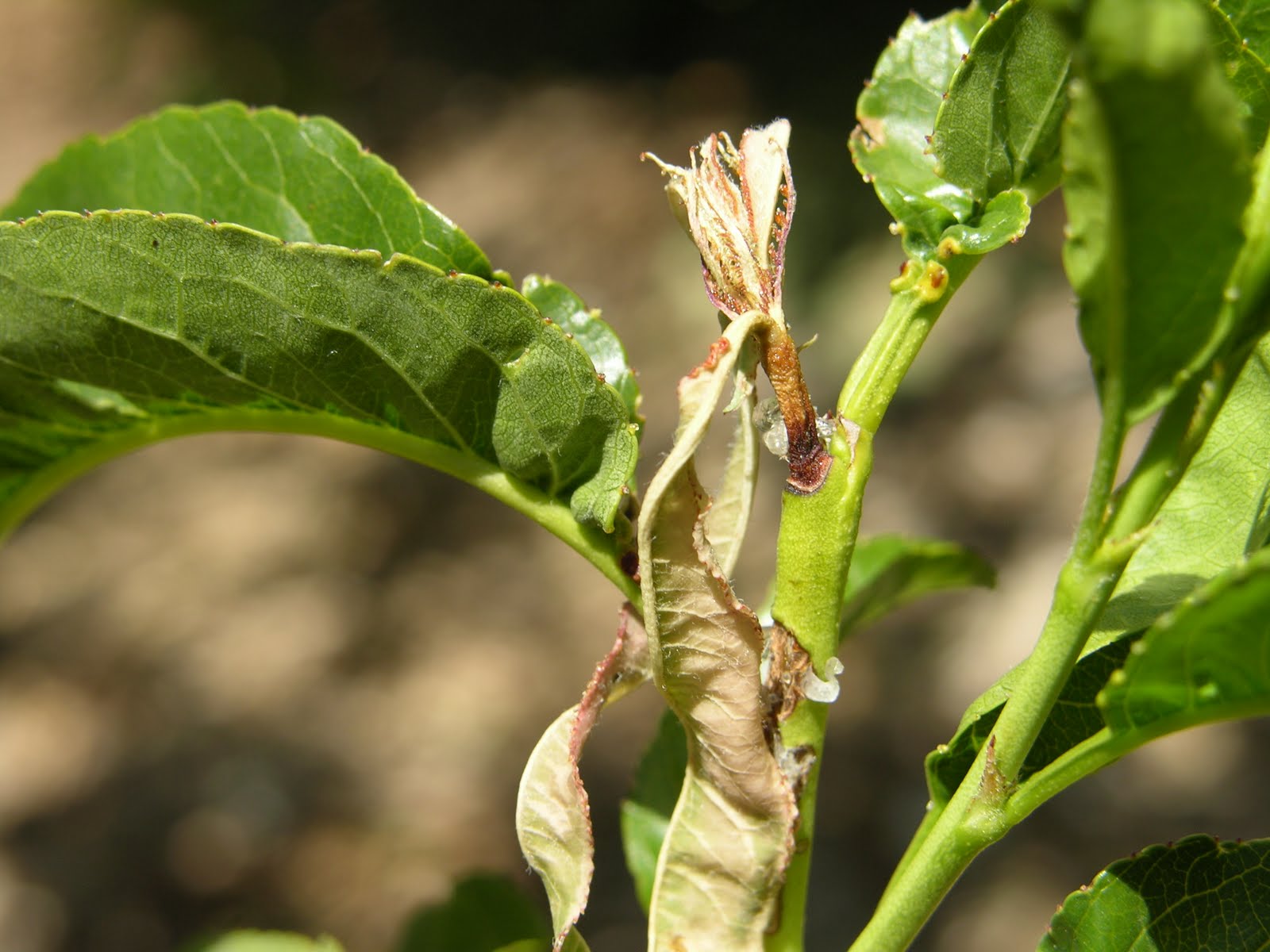 Xtremehorticulture of the Desert: Control Peach Twig Borer Now