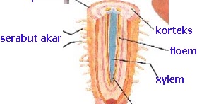 Jaringan Pada Daun, Batang dan Akar Tumbuhan - Garda Pengetahuan