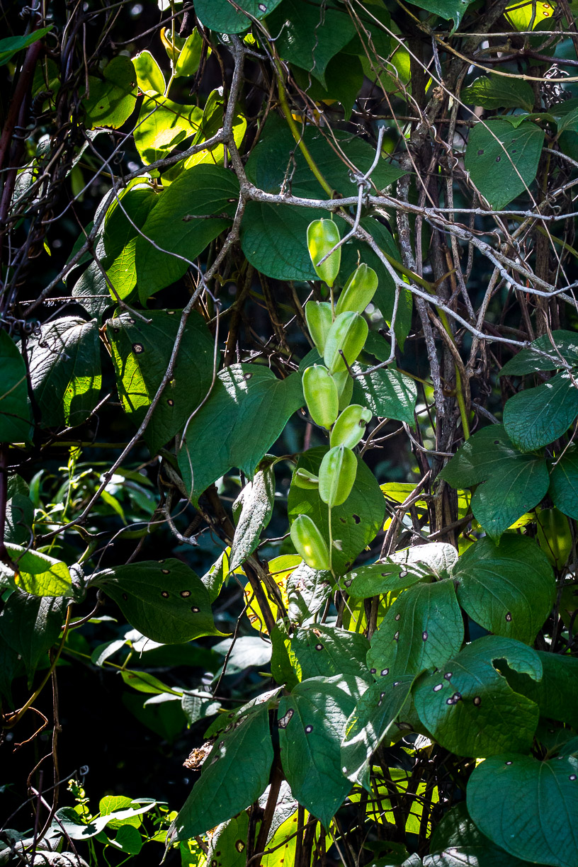 Pondoland C.R.E.W. Blog: Flowering now (January 2019)