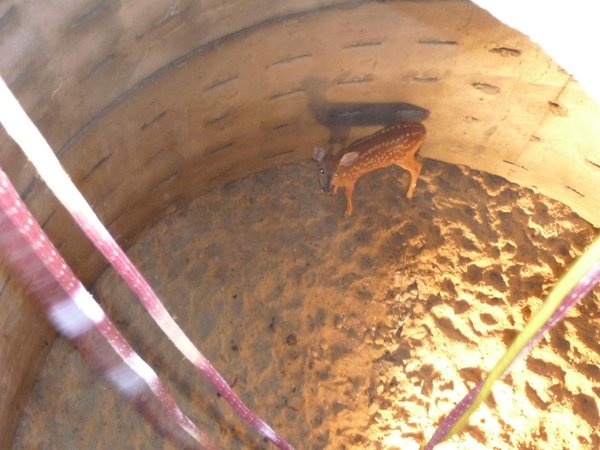 White Wolf : Baby deer rescued after falling 20 feet down manhole