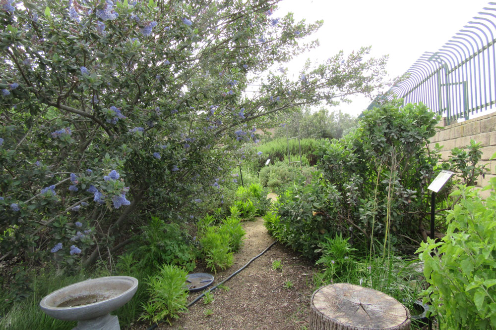 Mother Nature's Backyard - A Water-wise Garden: Current Photos of ...