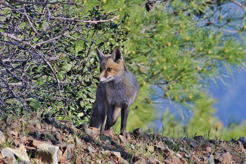 Mammals of Cyprus - Τα θηλαστικά της Κύπρου by George Konstantinou: Red ...