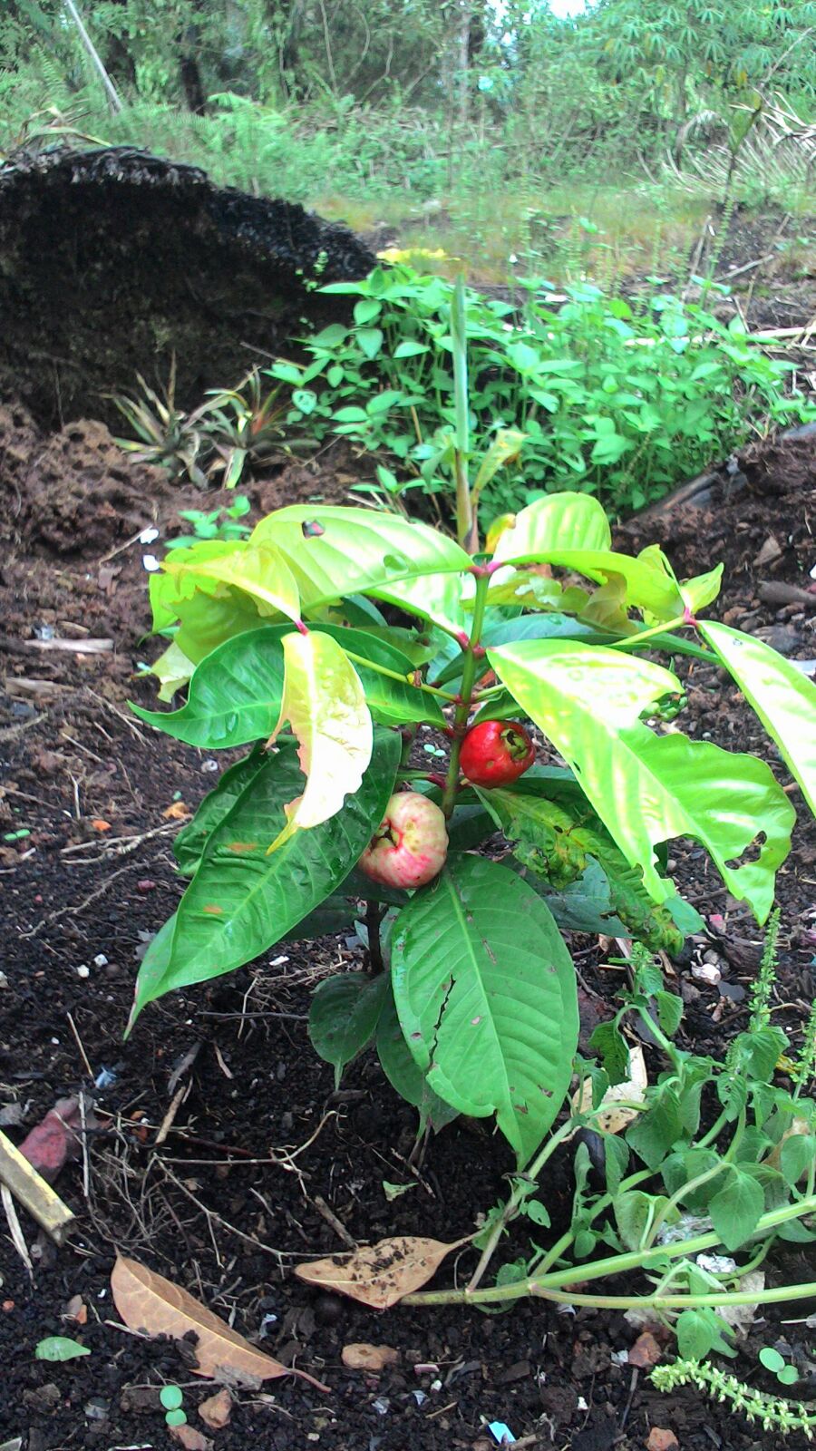 DANA: Jambu Ball @ jambu keling