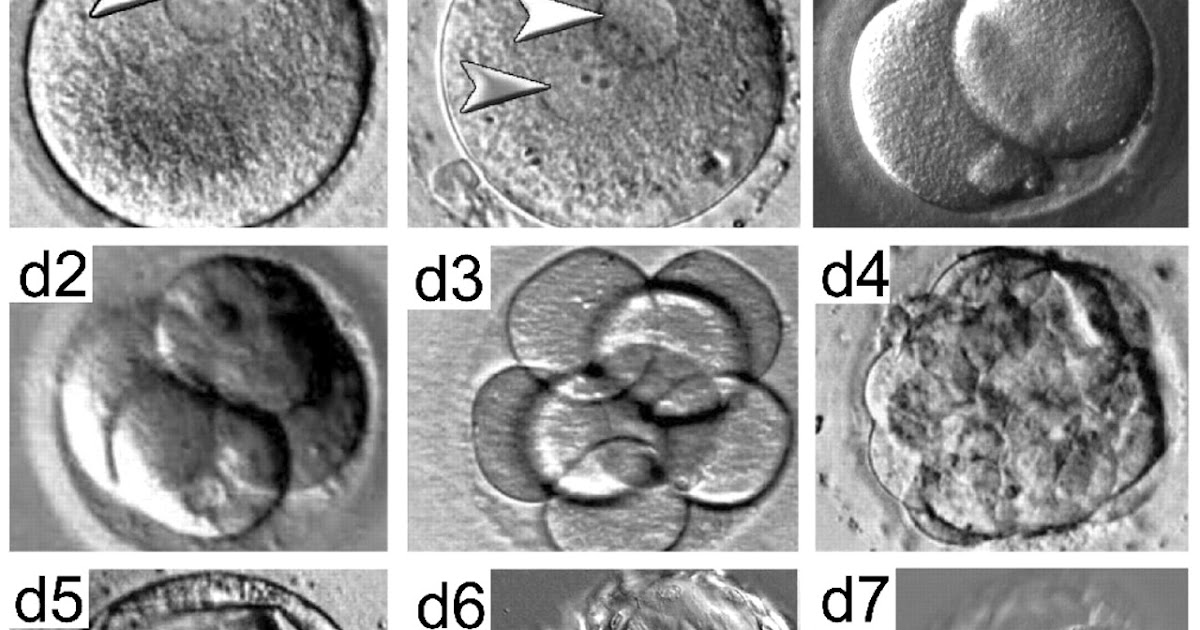 What Is A Compacting Embryo at Cora Turner blog