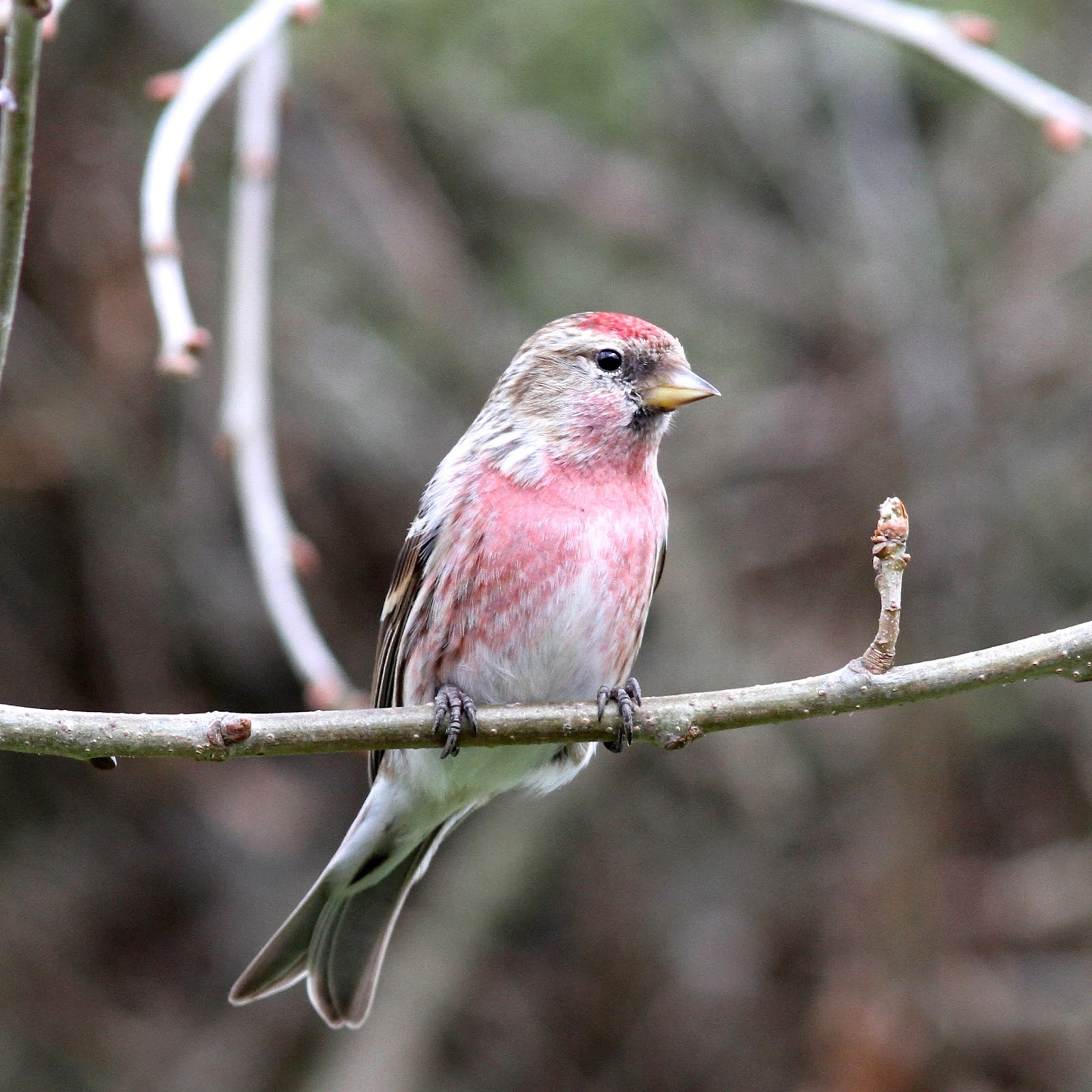TrogTrogBlog: Bird of the week - Lesser redpoll