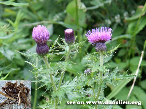 Japanese thistle (Daji)-Cirsium japonicum-Herba seu Radix Cirsii japonici