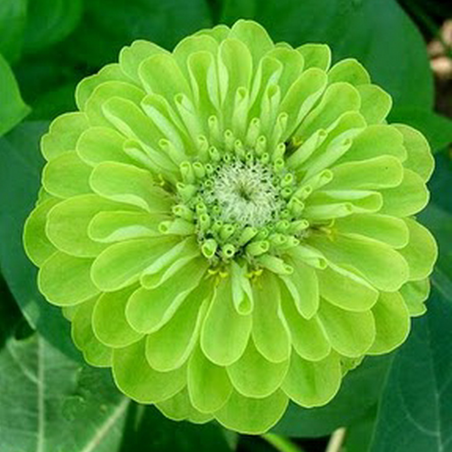 Seminte si plante de gradina hobby: Carciumarese