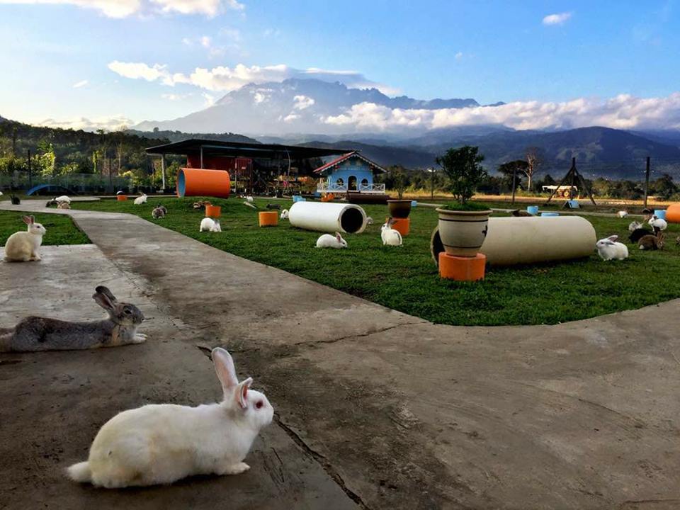 Ranau Rabbit Farm: Taman Arnab Terbaru Di Ranau