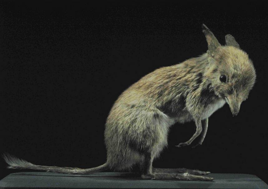 Pig-Footed Bandicoot (Chaeropus ecaudatus) ~ World Extinct Animals