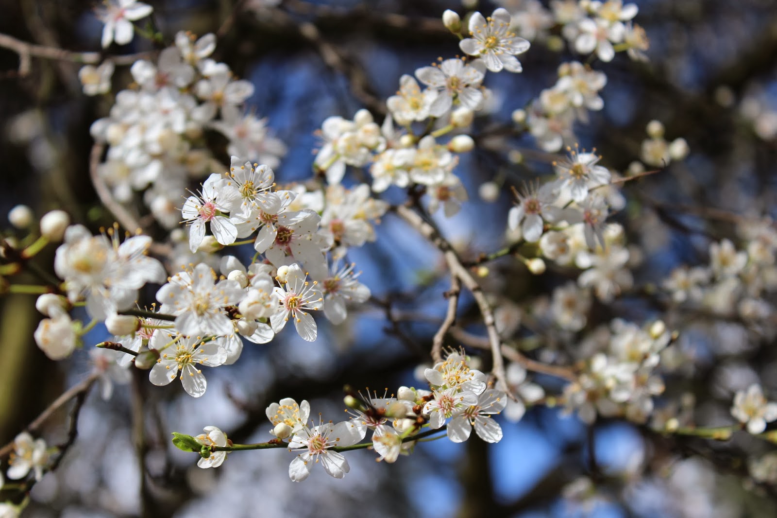 La fleuraison des pruniers