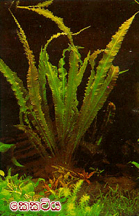 Ayurveda is fast becoming a household