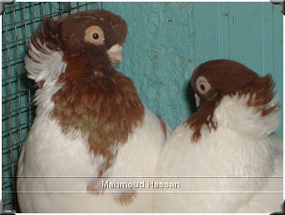 Pigeons for sale: Short Face colored head pigeon
