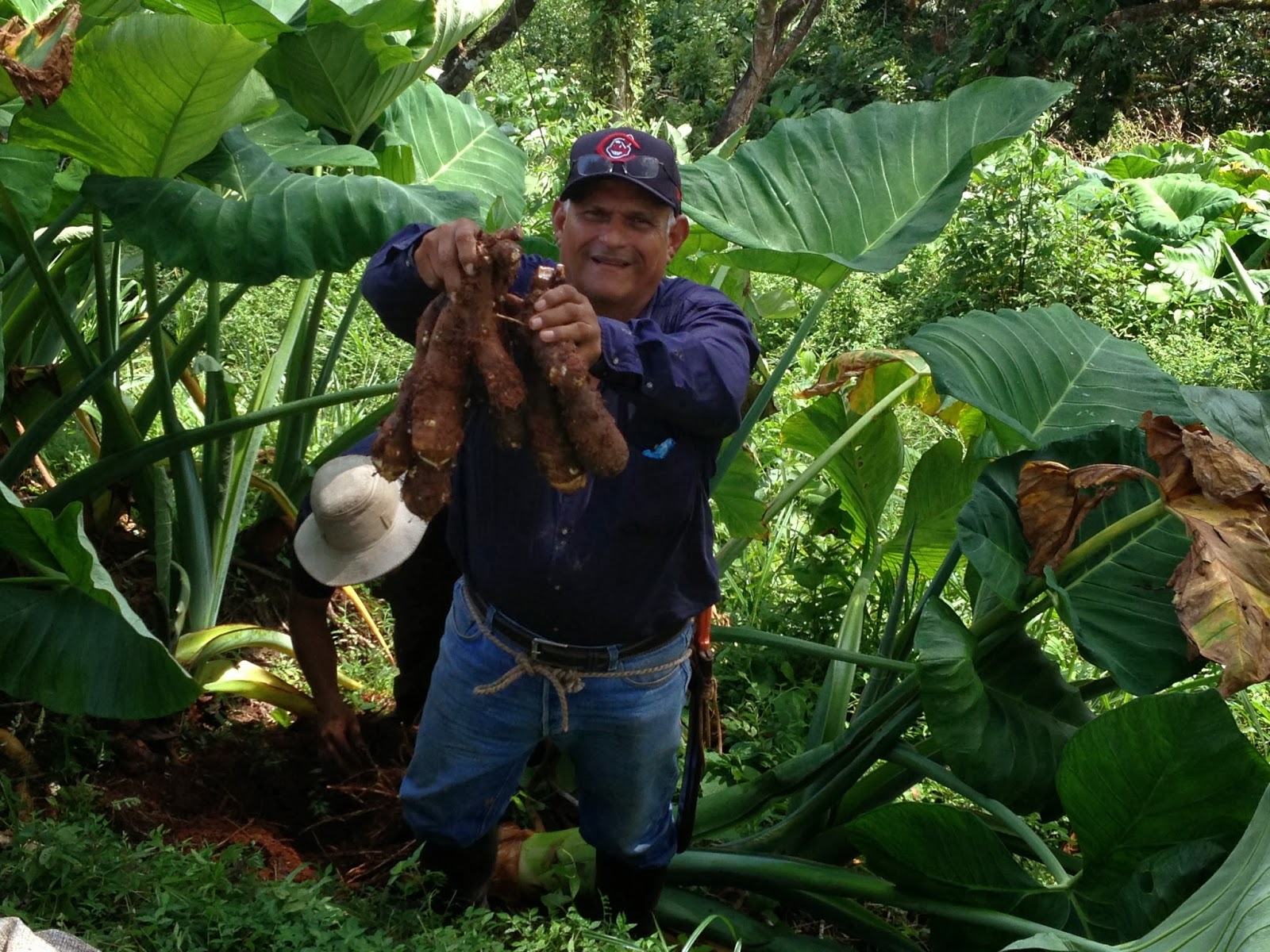 Costa Rica Invest: Harvesting tiquisque in Permalife Farms, Naturewalk 3