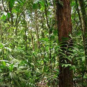 Página de curiosidades y más: La selva tropical