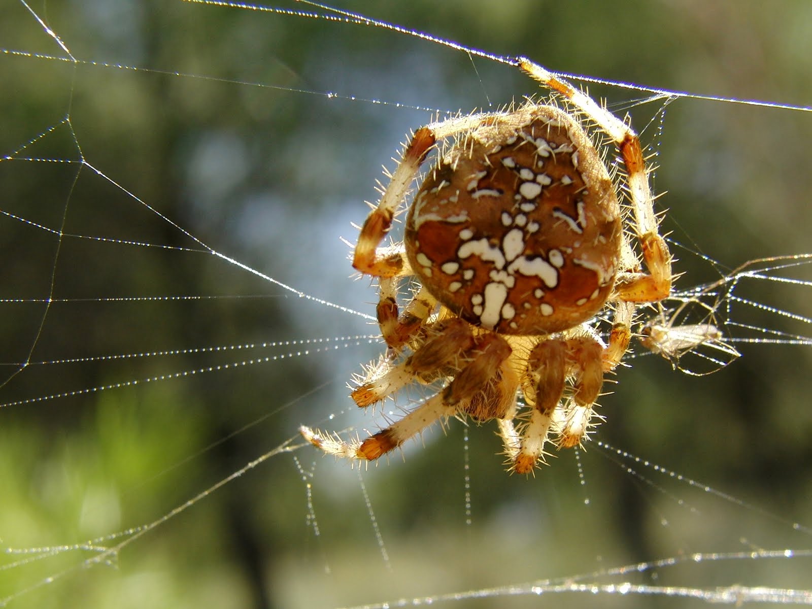 VILLENATURA: Araneus diadematus